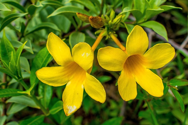 Flores Amarillo Jardín - Foto gratis en Pixabay - Pixabay
