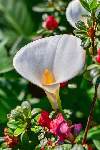 20+ Free Arum Lily & Arum Images - Pixabay