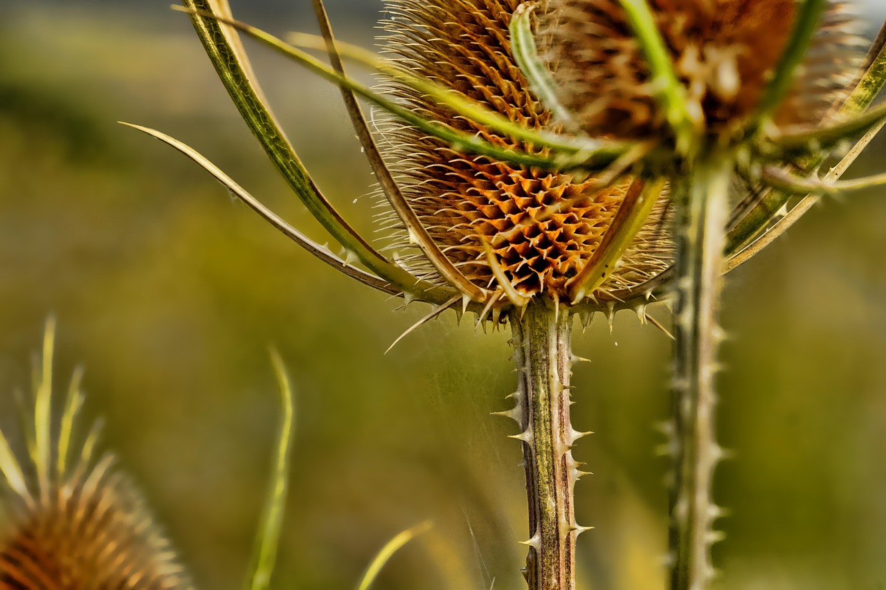 300+ Free Thorns Thistles & Thistle Images - Pixabay