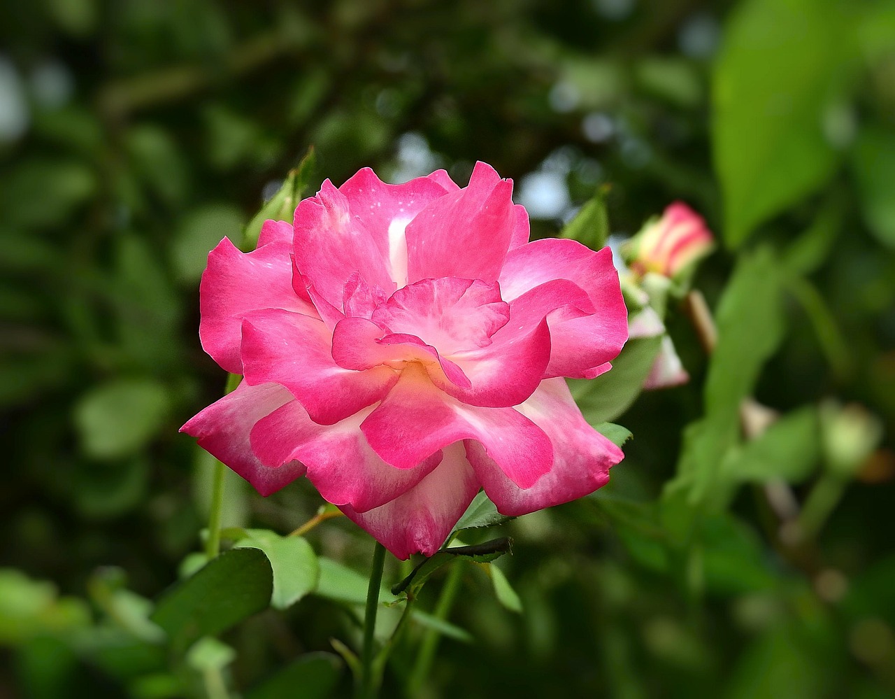Rose Nature Flower - Free photo on Pixabay - Pixabay