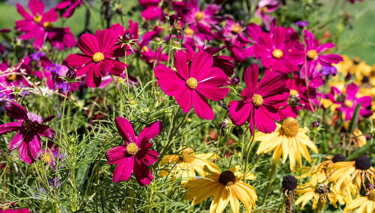 Prado Flor Flores Do - Foto gratuita no Pixabay - Pixabay