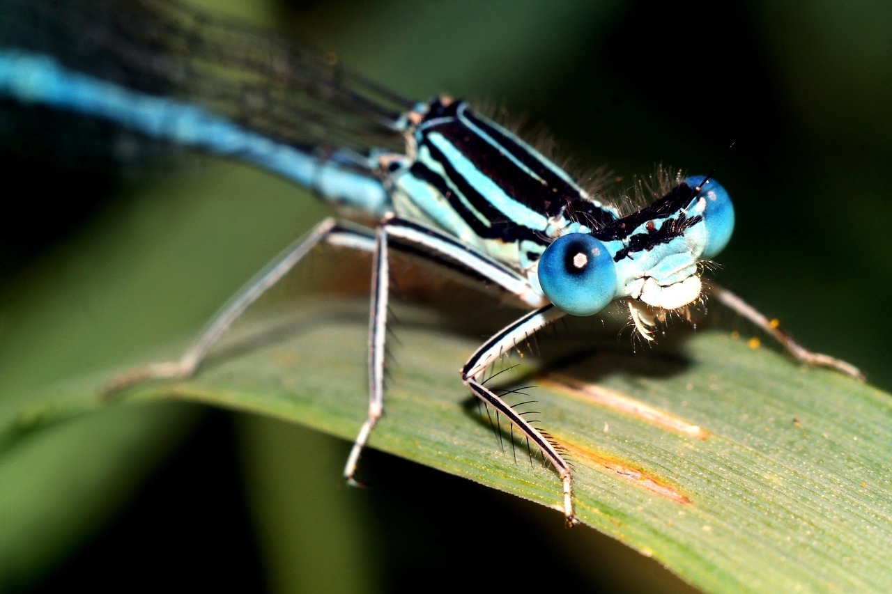 Libelle Insekt Makro - Kostenloses Foto auf Pixabay - Pixabay