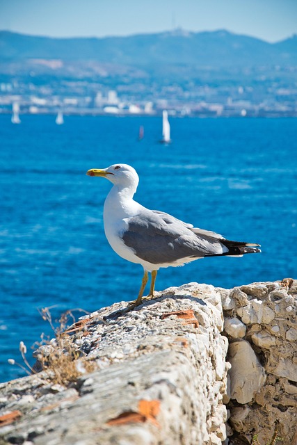 Gaviota Pájaro Animal - Foto gratis en Pixabay - Pixabay