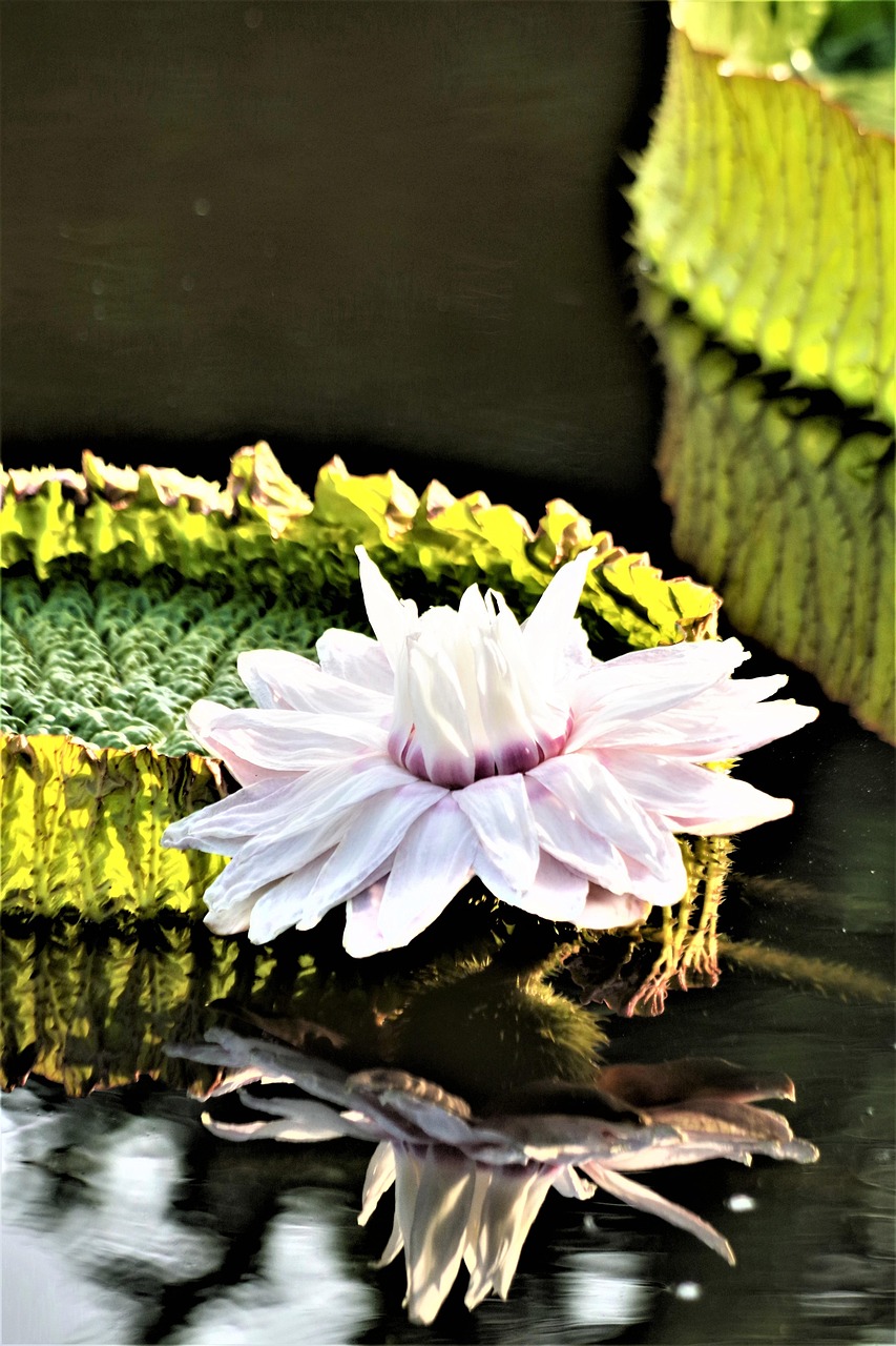 50+ Free Giant Water Lily & Victoria Amazonica Images - Pixabay