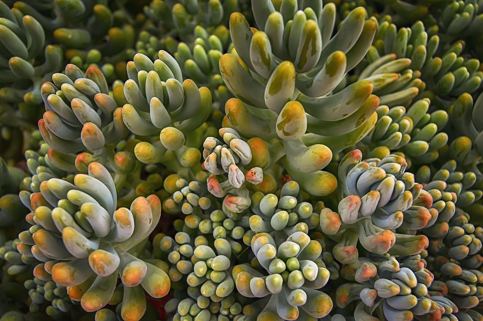 Succulent Fleshy Floors - Free photo on Pixabay