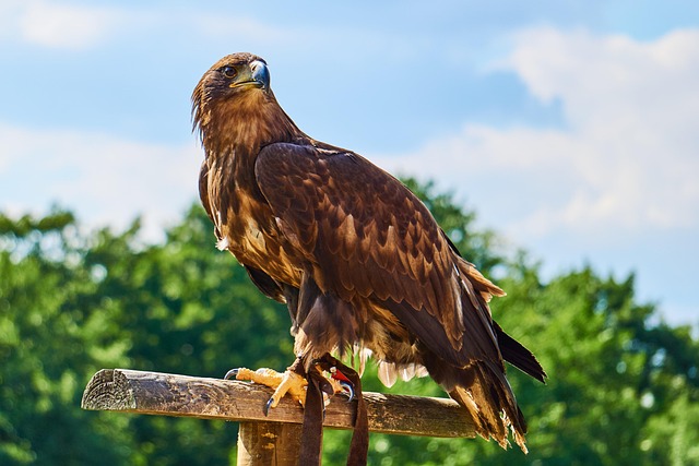Sababourg Animal Aigle - Photo gratuite sur Pixabay - Pixabay