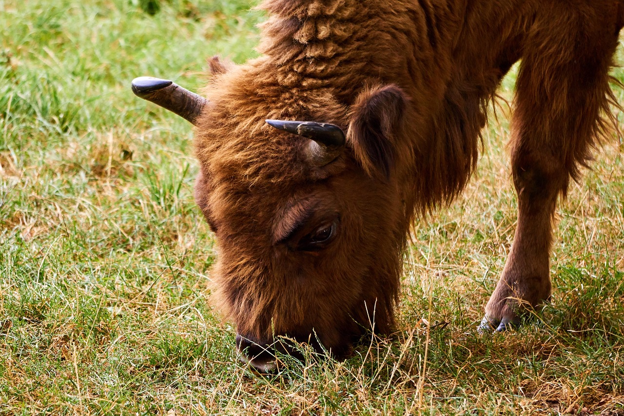 Sababourg Animal Sage - Photo gratuite sur Pixabay - Pixabay