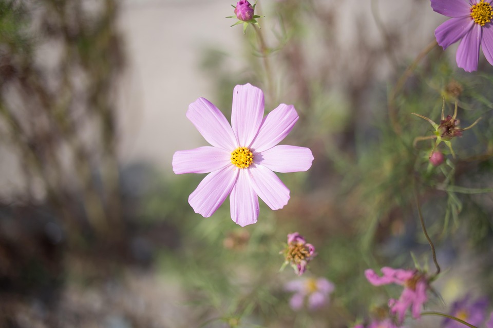 Cosmos Bunga Musim Panas - Foto gratis di Pixabay - Pixabay