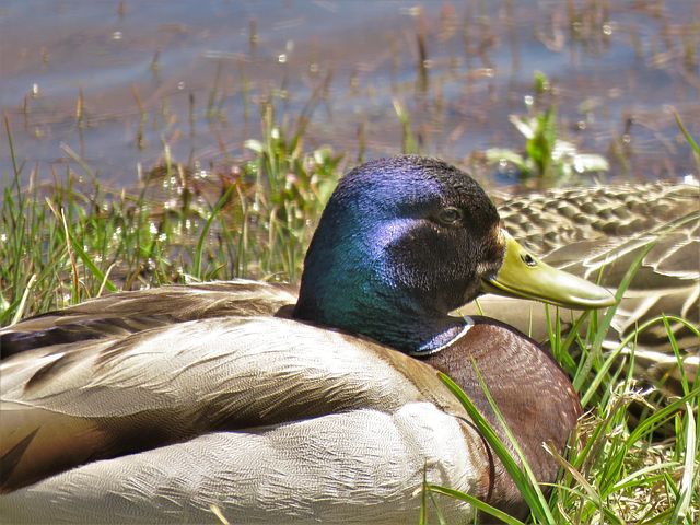 400+ Free Water Fowl & Wildlife Images - Pixabay