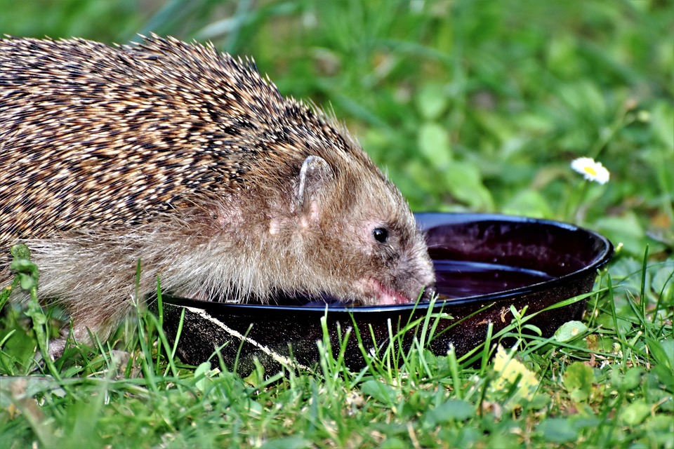 Igel Stacheln Stacheltier - Kostenloses Foto auf Pixabay - Pixabay