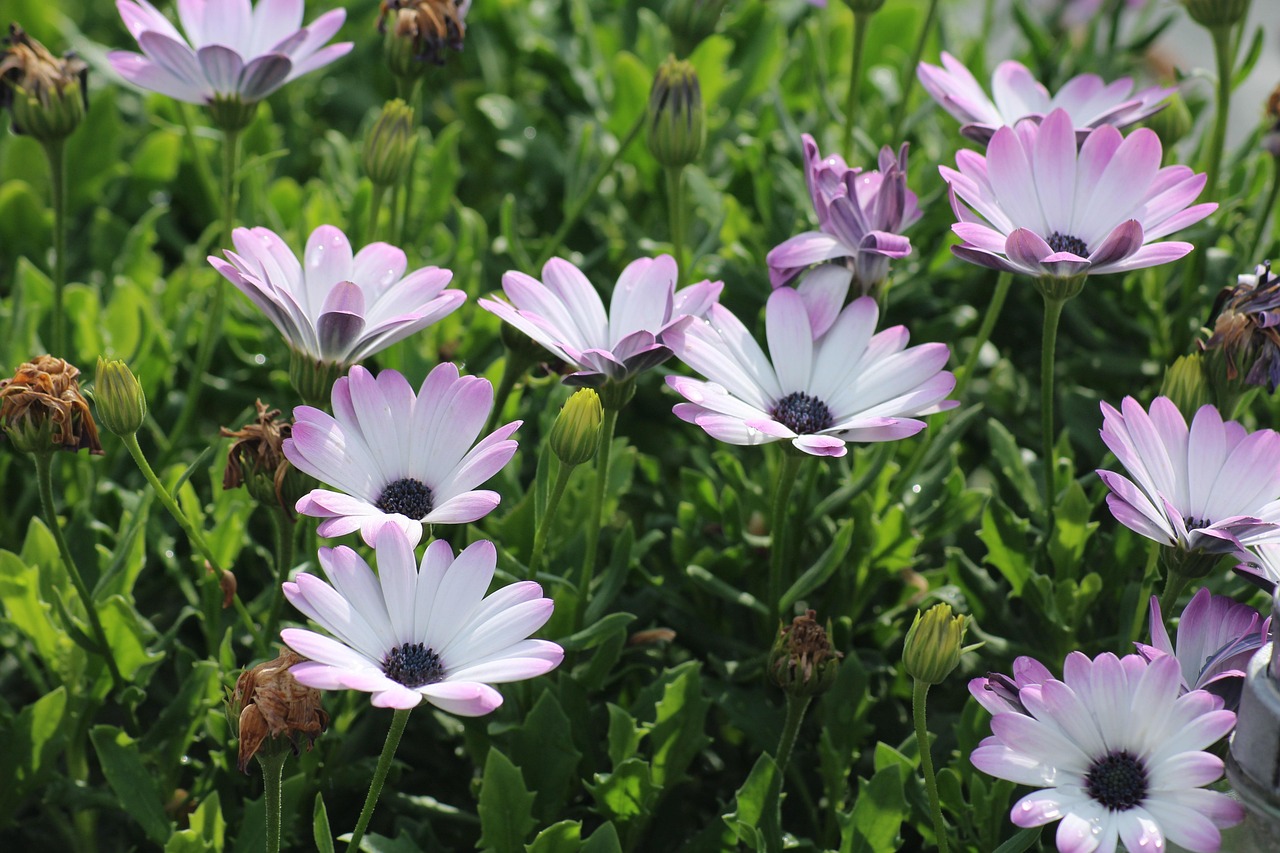 Osteospermum ดอกไม้สีม่วง - ภาพฟรีบน Pixabay - Pixabay