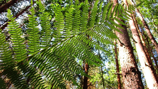 Fern Forest Tree - Free photo on Pixabay - Pixabay