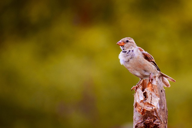 Pássaros Pardal Pluma - Foto gratuita no Pixabay - Pixabay