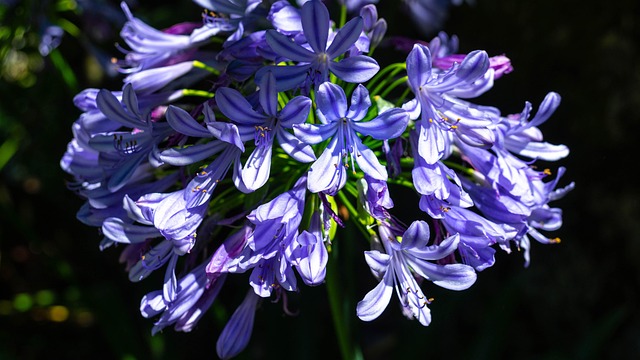 Flores Violeta Naturaleza - Foto gratis en Pixabay - Pixabay