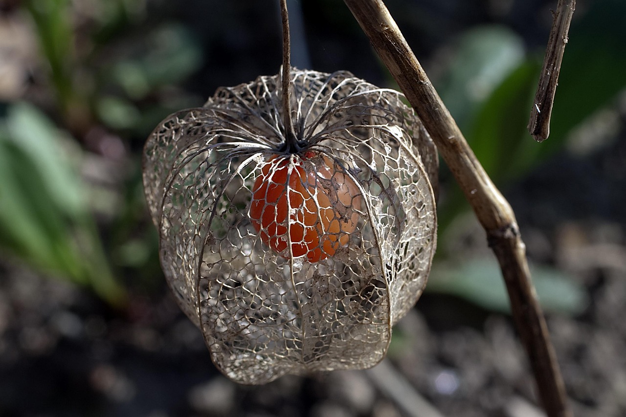 Fleur De Lampion Fruit - Photo gratuite sur Pixabay - Pixabay