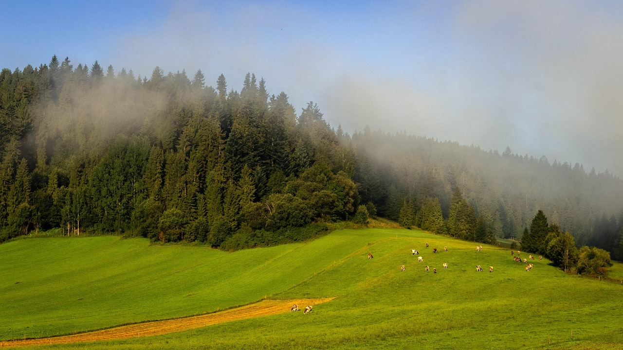 The Fog Field Landscape In - Free photo on Pixabay - Pixabay