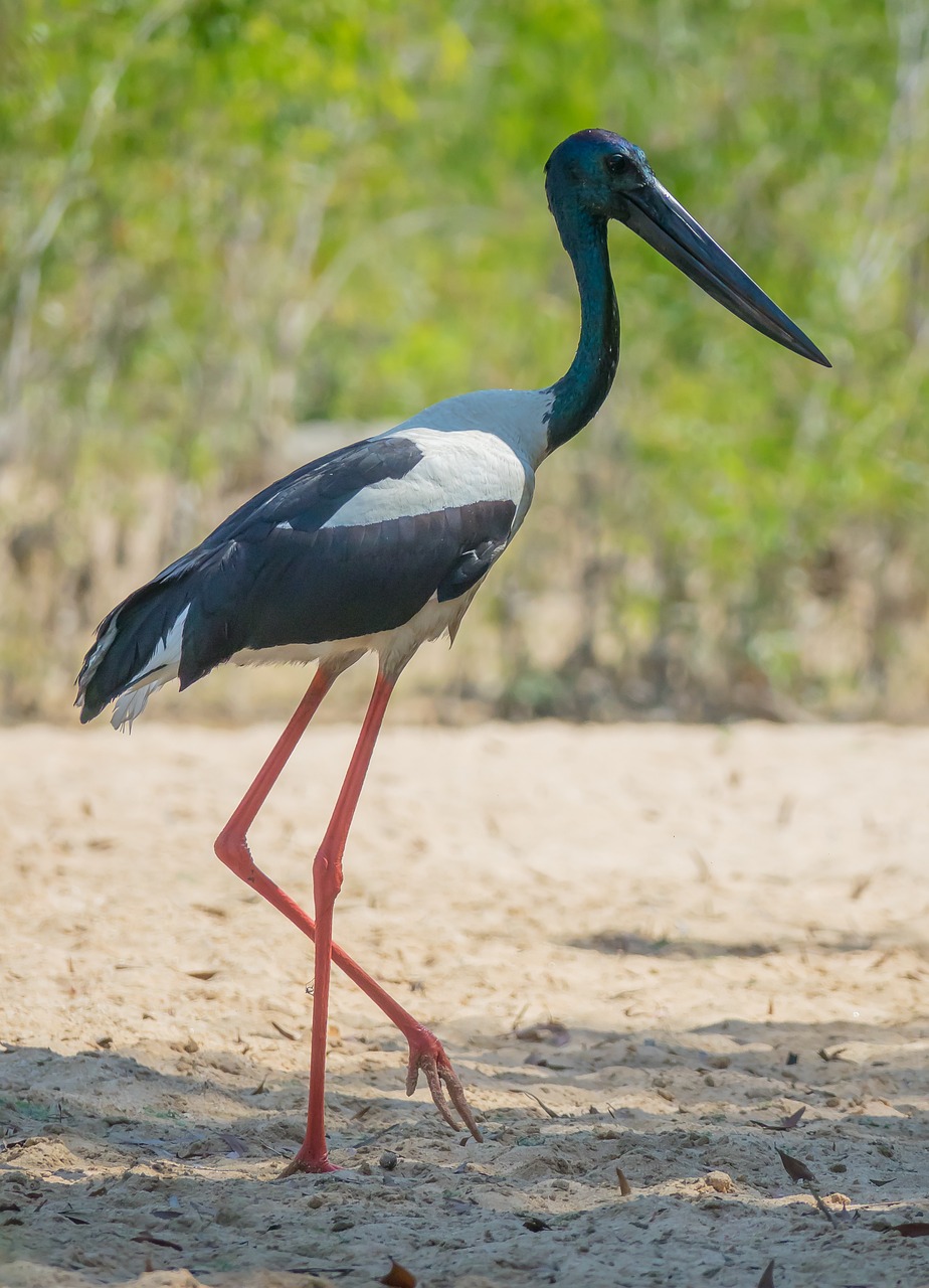 20+ Free Black Necked-Stork & Jabiru Images - Pixabay