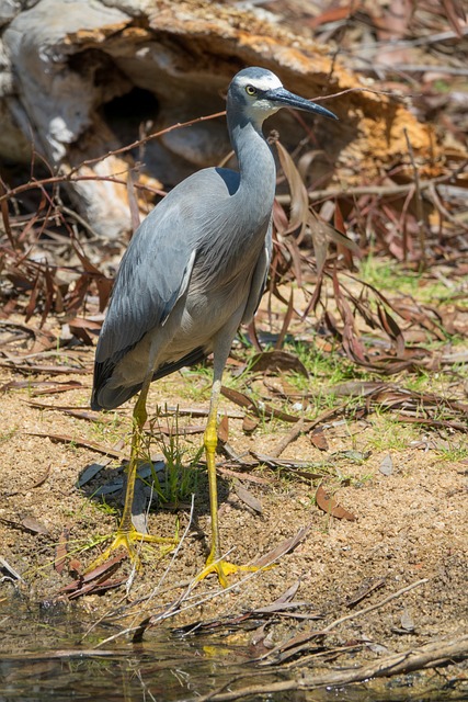 Australia Aves Garza Cara - Foto gratis en Pixabay - Pixabay