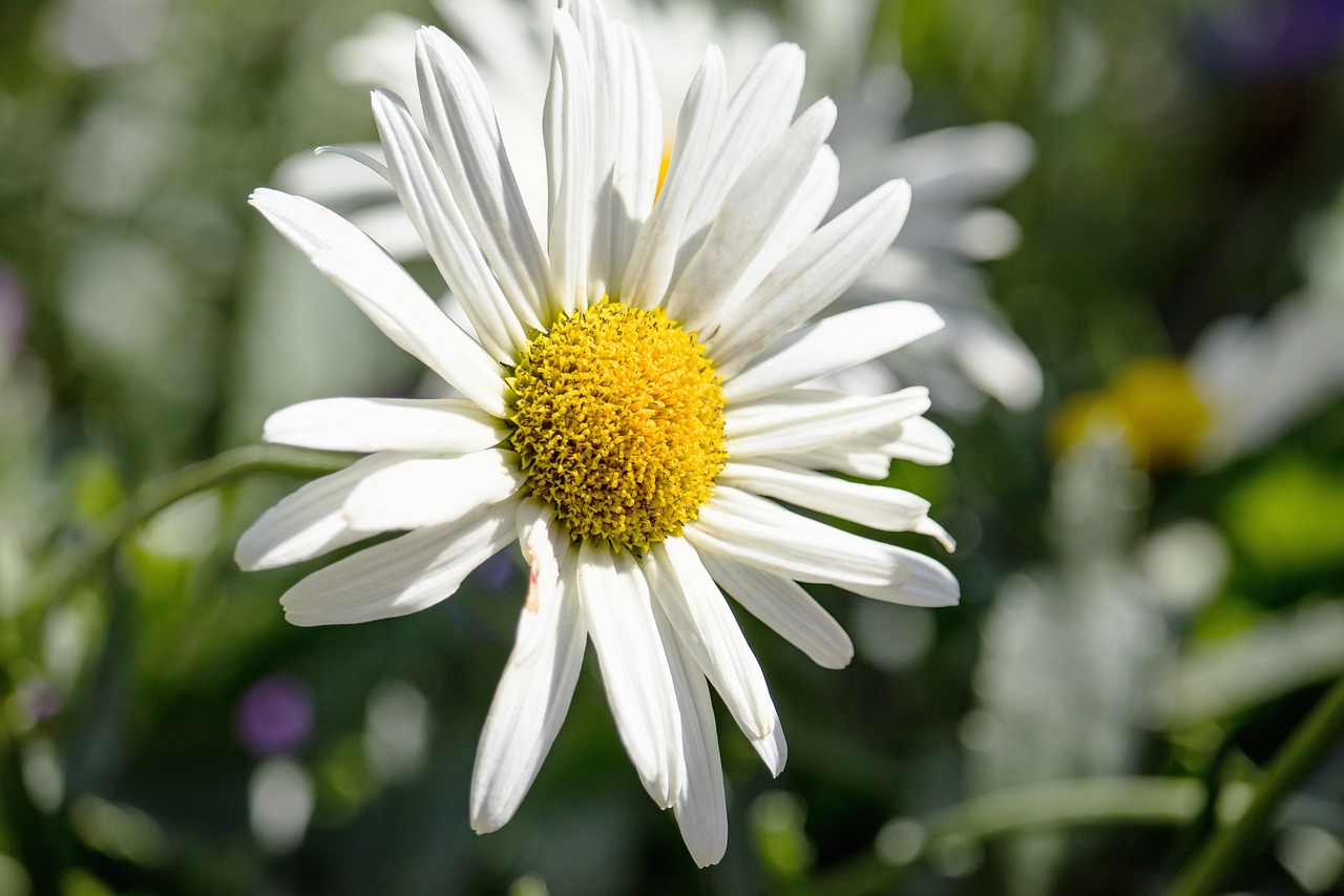 Margarite Flower Blossom - Free photo on Pixabay