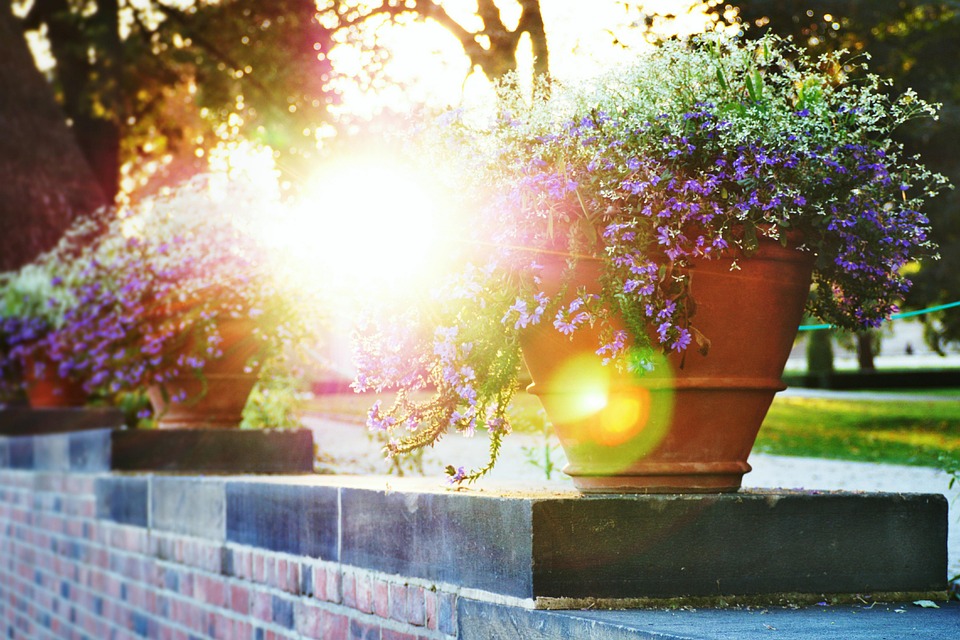 Plant Flower Sun - Free photo on Pixabay