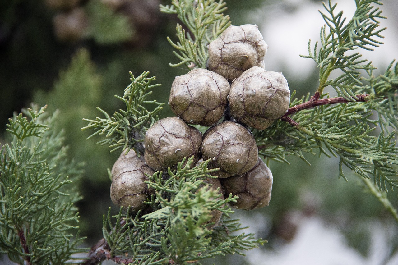 300+ Free Cypress Tree & Cypress Images - Pixabay
