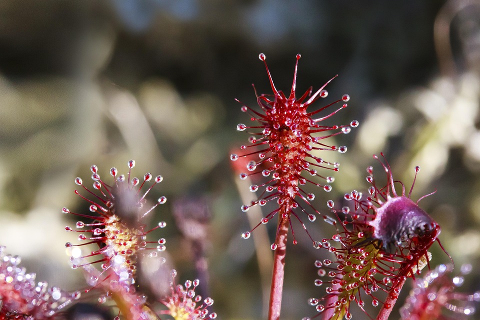 Rossolis Drosera Intermédiaire - Photo gratuite sur Pixabay
