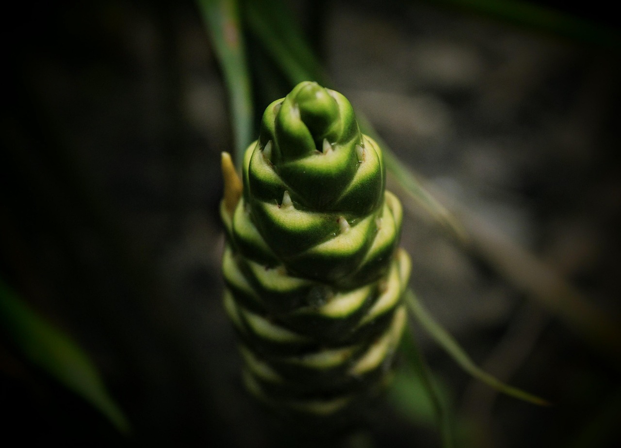 100+ Free Ginger Plant & Ginger Images - Pixabay