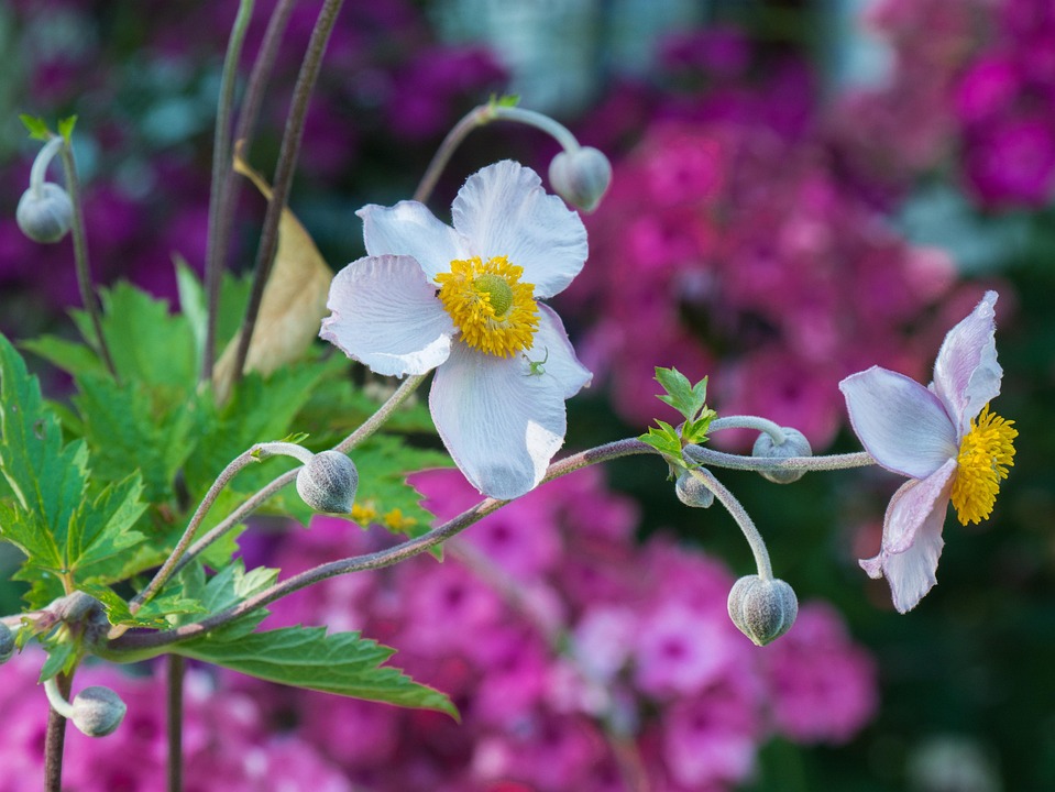 Blumen Blüten Garten - Kostenloses Foto auf Pixabay