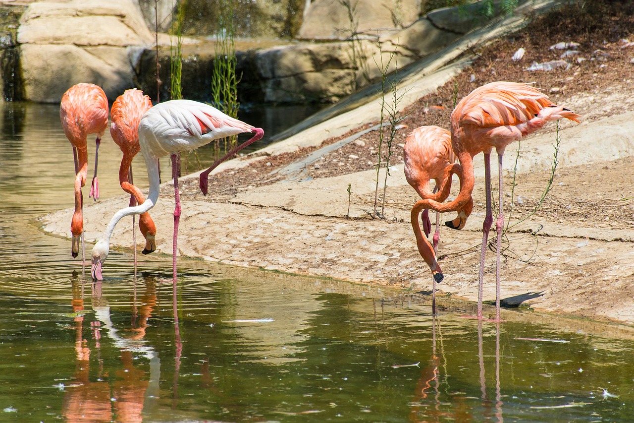 3,000+ Free Greater Flamingo & Flamingo Images - Pixabay