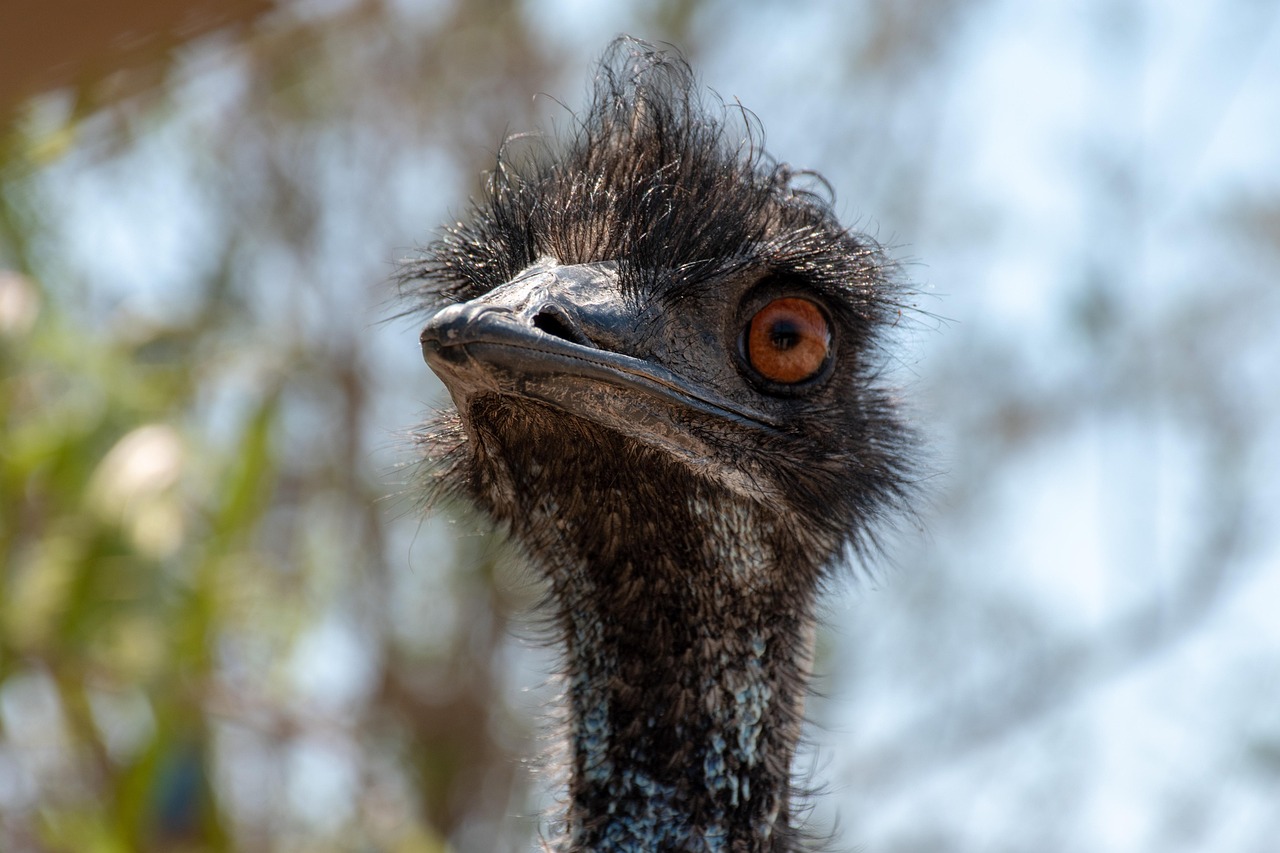 Emu Animal Zoo - Free photo on Pixabay