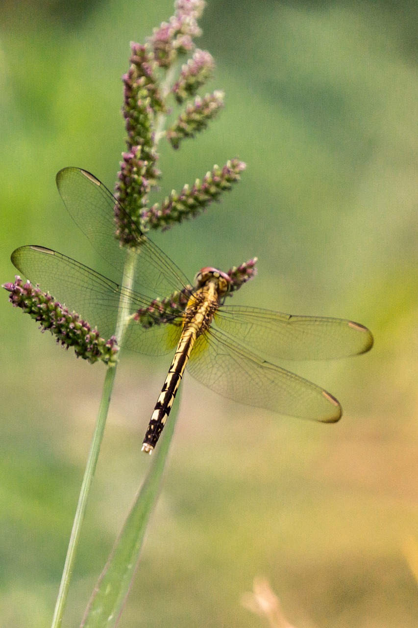 300+ Free Flores & Nature Images - Pixabay