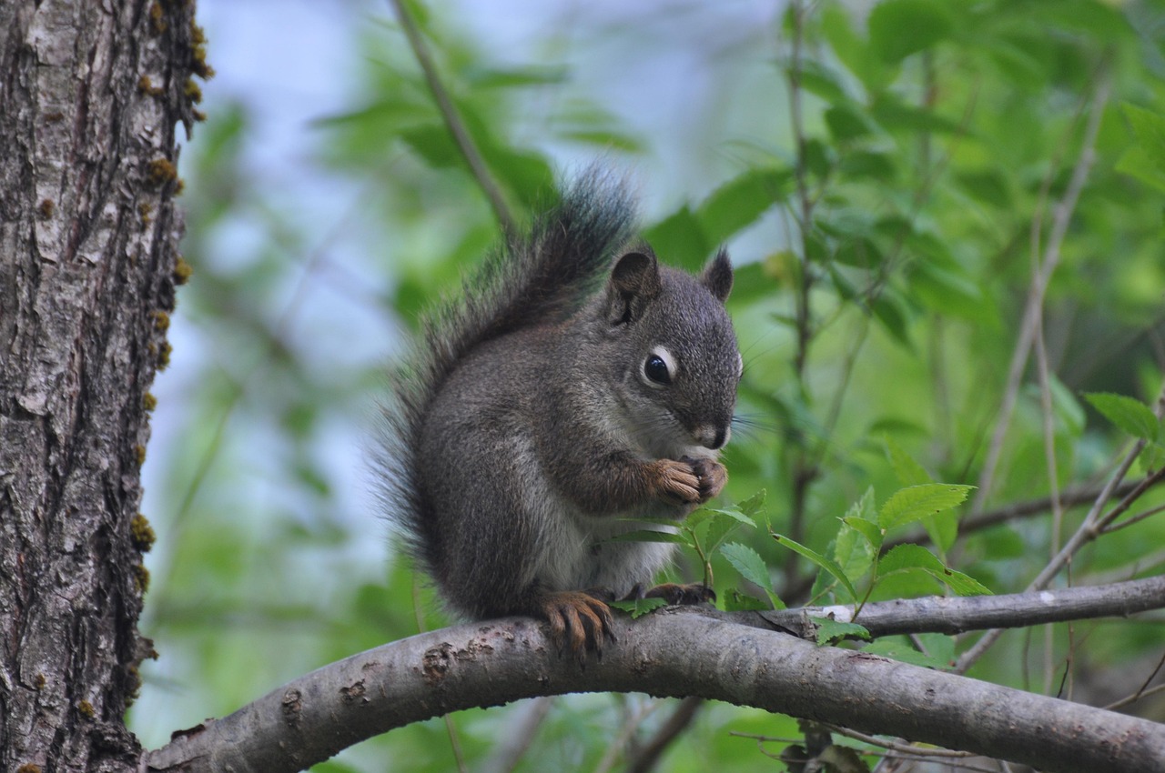 Animal Écureuil Nature - Photo gratuite sur Pixabay - Pixabay