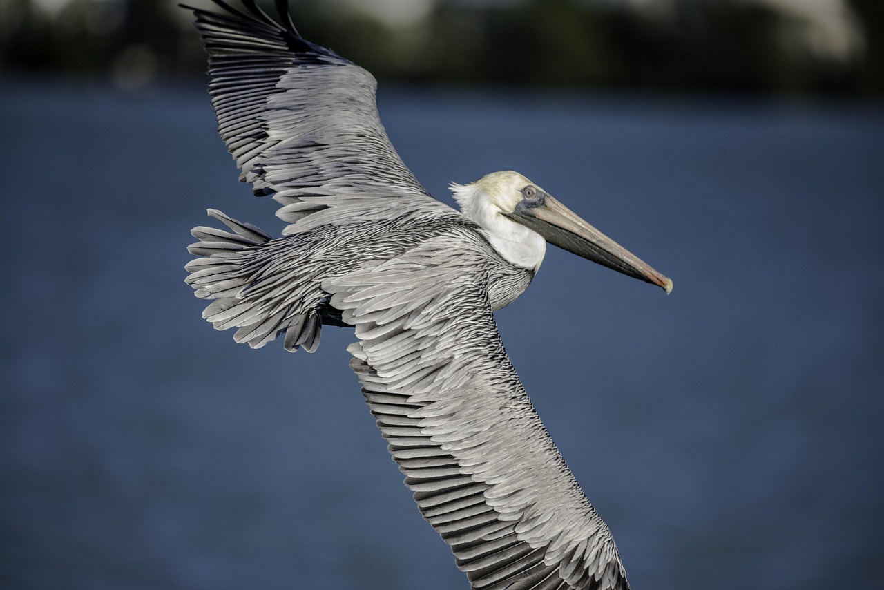 Pelican Flying Wings - Free photo on Pixabay