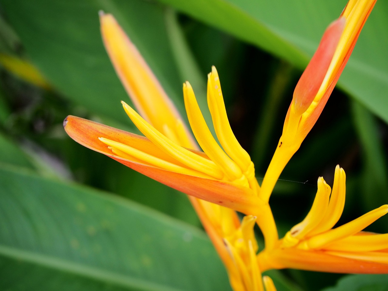 Bird Of Paradise Flower Orange - Free photo on Pixabay
