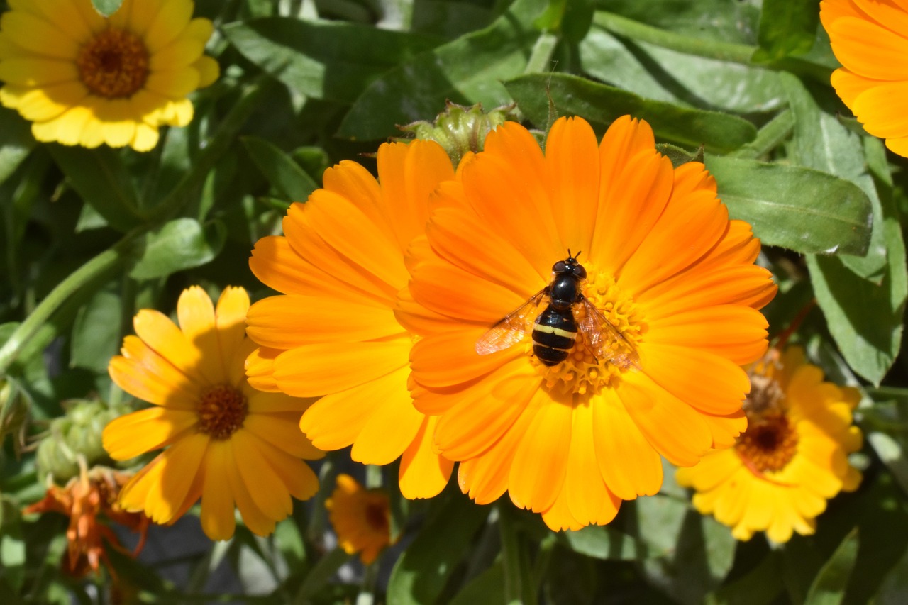 Calendula Marigold Flower - Free photo on Pixabay