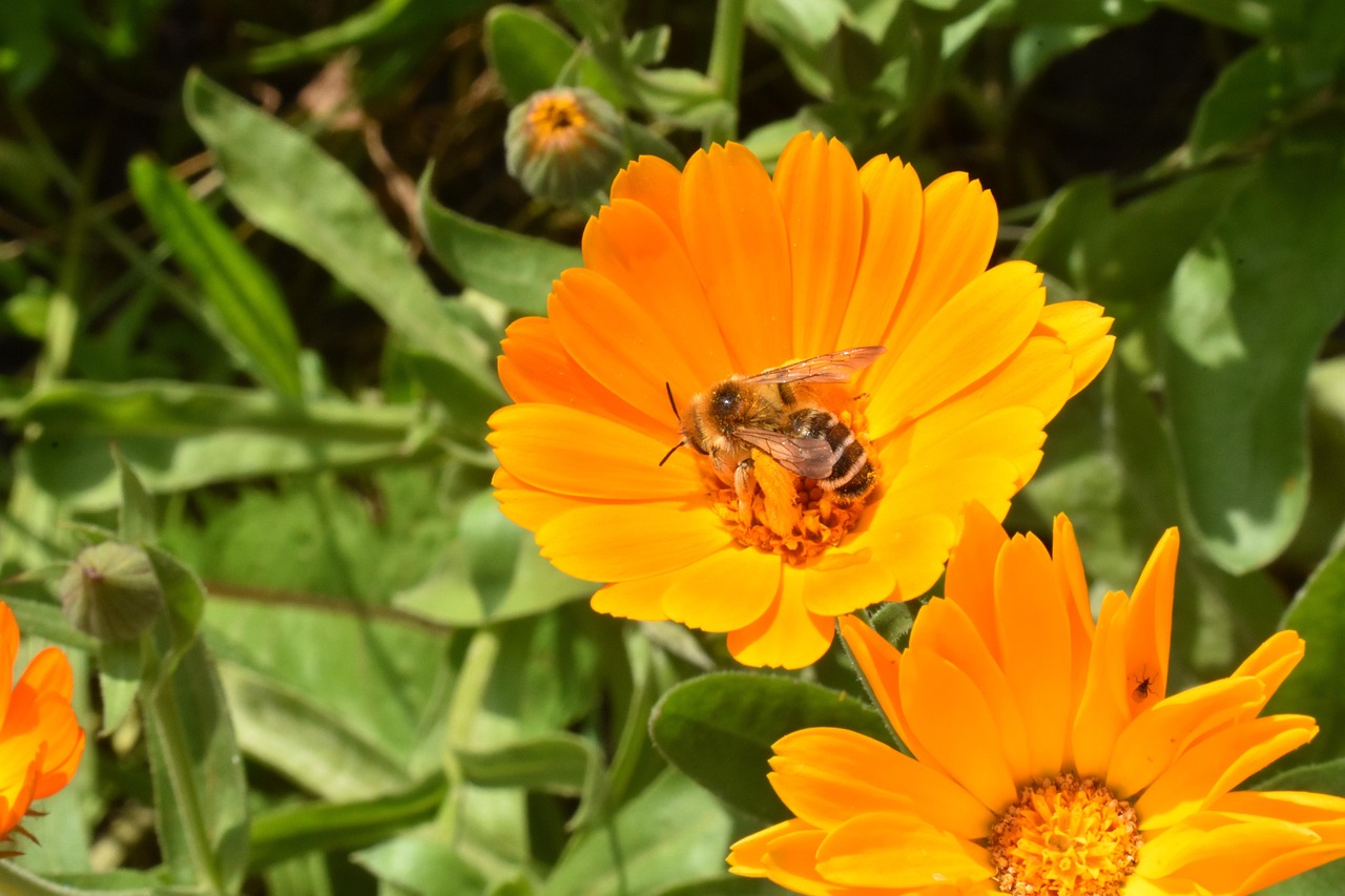 Calendula Souci Fleur - Photo gratuite sur Pixabay - Pixabay