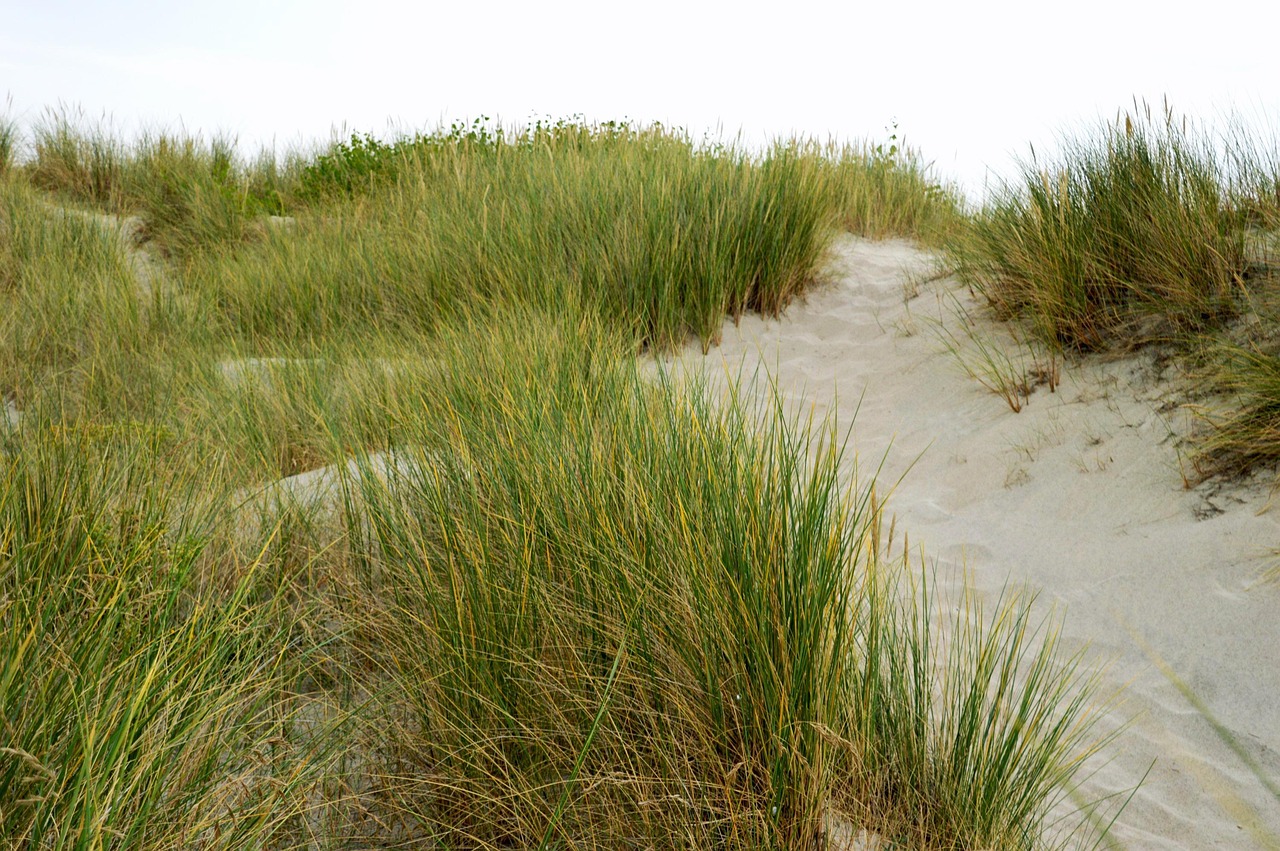 Meri Ranta Stella Beach Ilmainen Valokuva Pixabayssa Pixabay