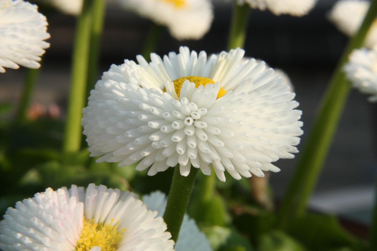 Flowers Garden Flower - Free photo on Pixabay