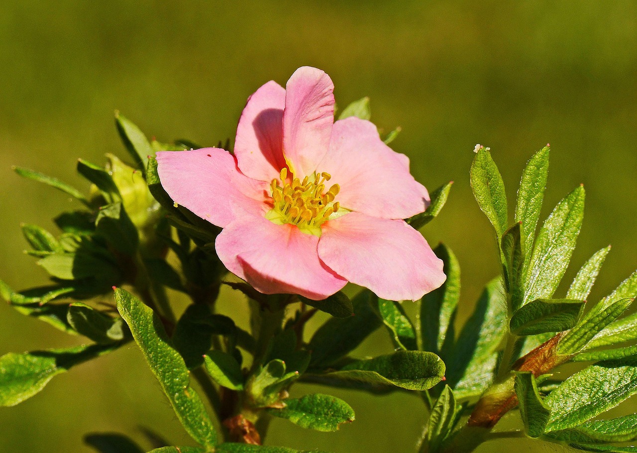 40,000+ Free Summer August & August Images - Pixabay