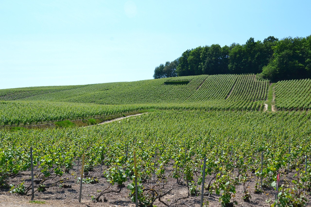 Champagne Vine Wine - Free photo on Pixabay - Pixabay