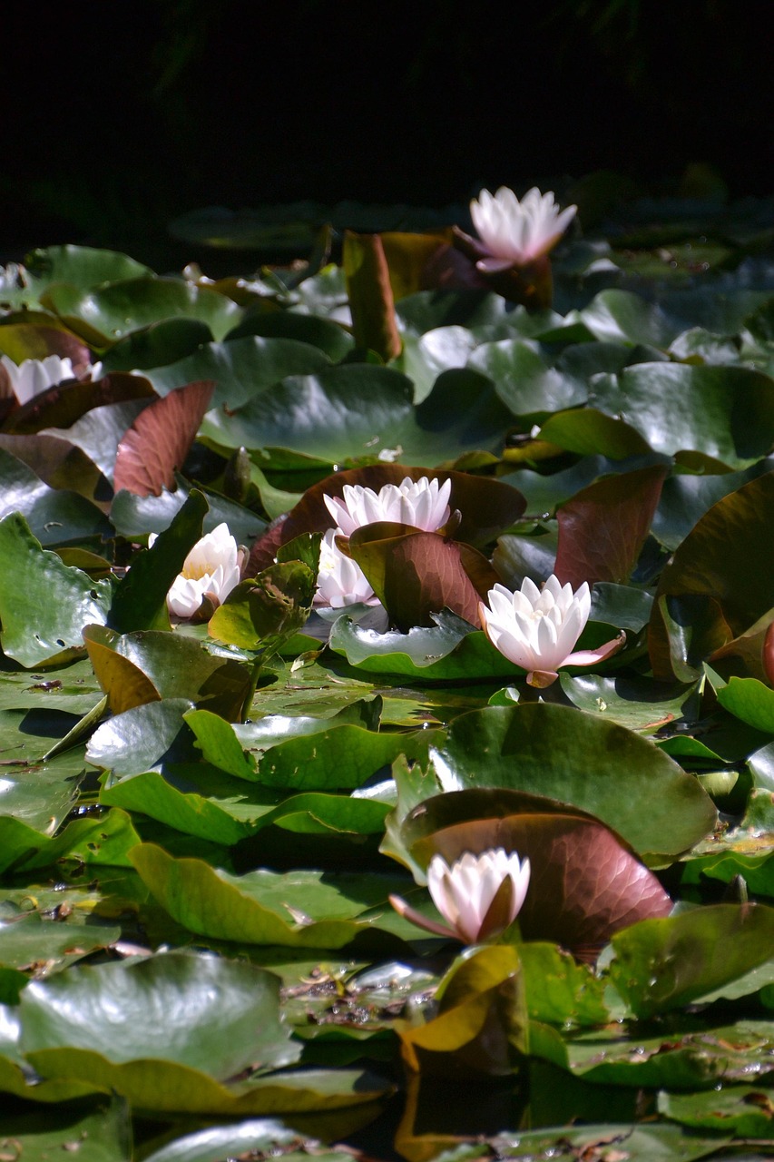 Lirio De Agua Flor Bloom - Foto gratis en Pixabay - Pixabay