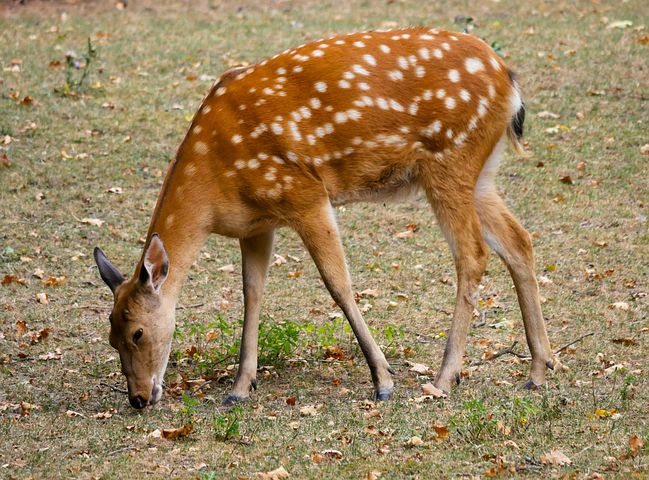 600+ Free Shy & Deer Images