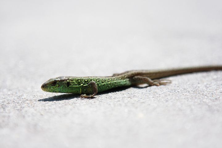 100+ Free Green Blood & Green Images - Pixabay