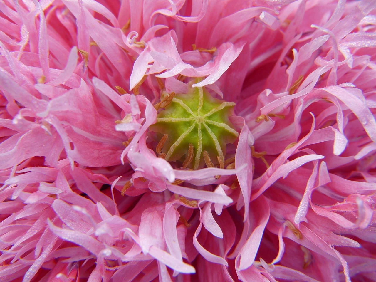 Poppy Flower Close Up - Free photo on Pixabay