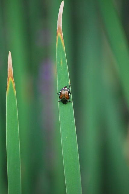 Beetle Grass Blade Of - Free photo on Pixabay