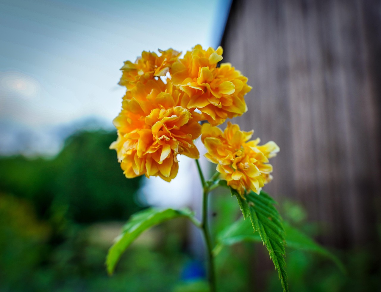 Fleur Jaune Macro - Photo gratuite sur Pixabay - Pixabay