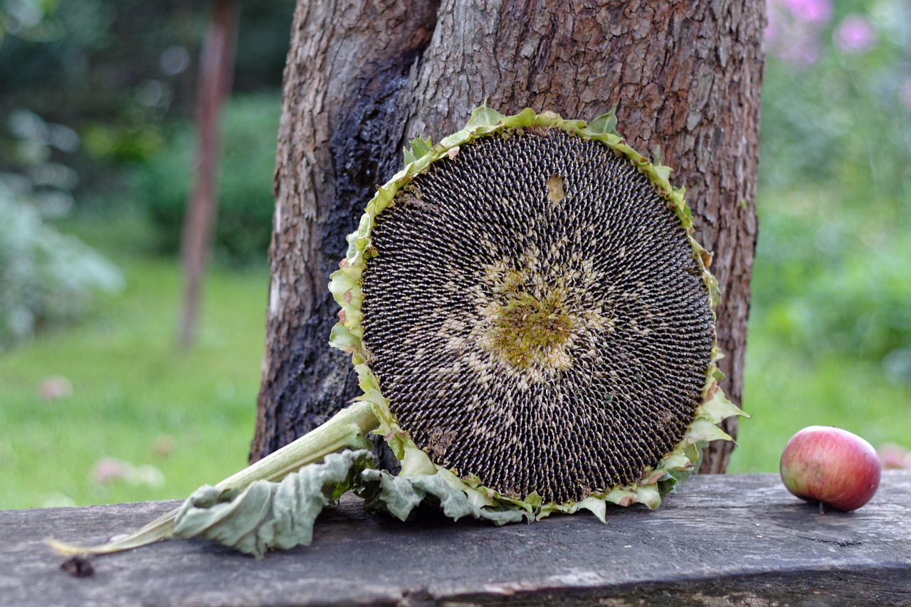 10,000+ Free Sunflower Seeds & Sunflower Images - Pixabay