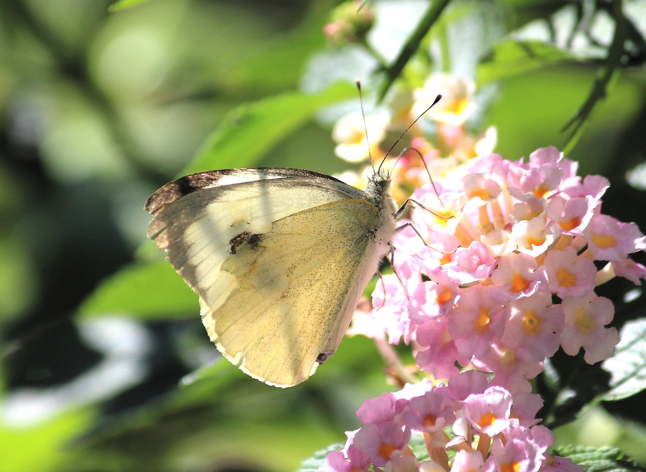 Blanco Mariposa Flor - Foto gratis en Pixabay - Pixabay