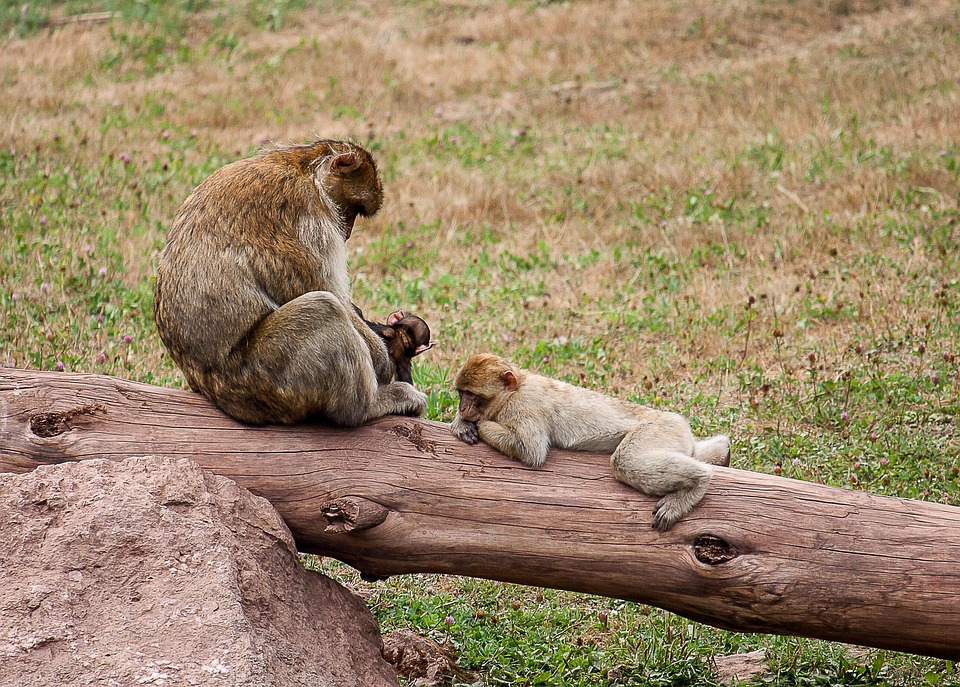Ape Primate Cub - Free photo on Pixabay