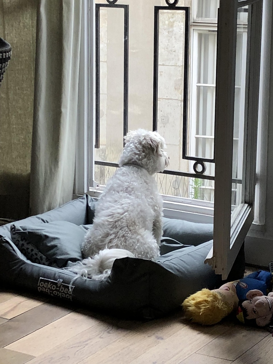 Paris Dogs Watching Rear - Free photo on Pixabay